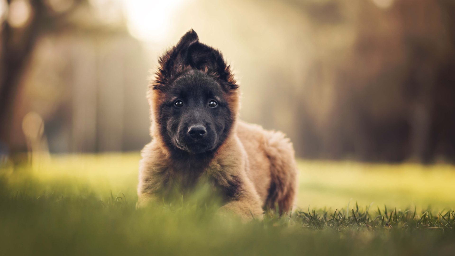 Quand commencer le dressage avec son chiot