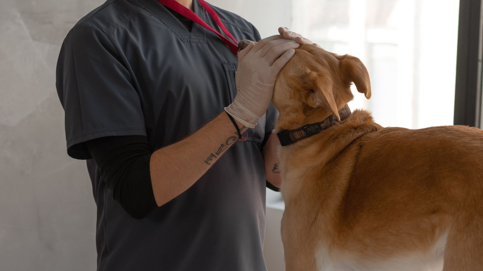 Quel est le bon taux de protéines dans les croquettes pour chiens