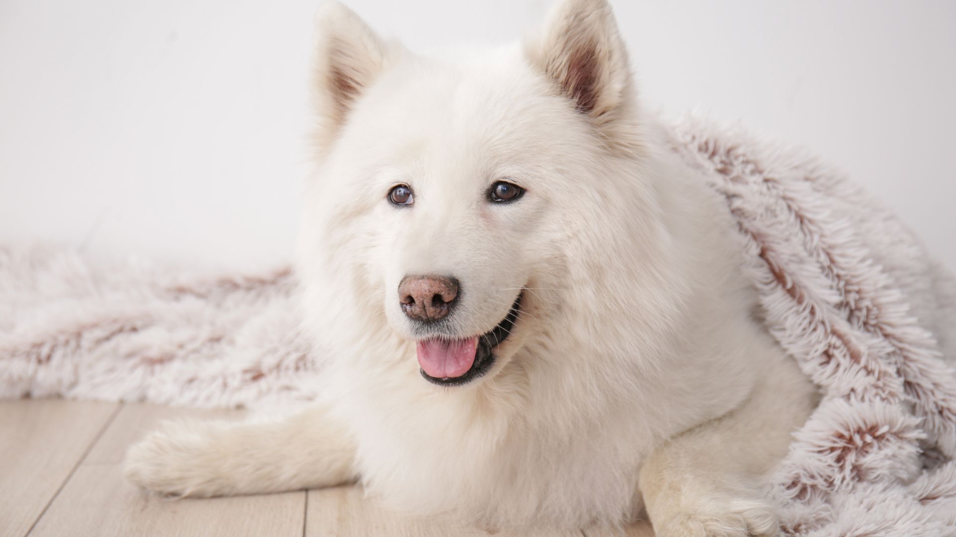 Quel est le bon taux de protéines dans les croquettes pour chiens