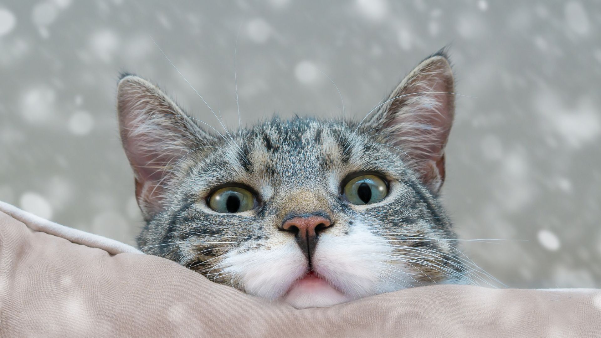Qu’est-ce que la taurine chez le chat